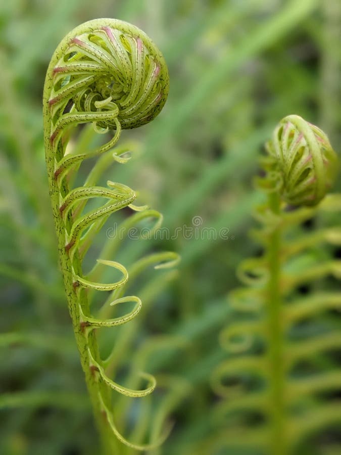 Fern Stems in Cross Section Stock Photo - Image of botany, 100x: 195457674