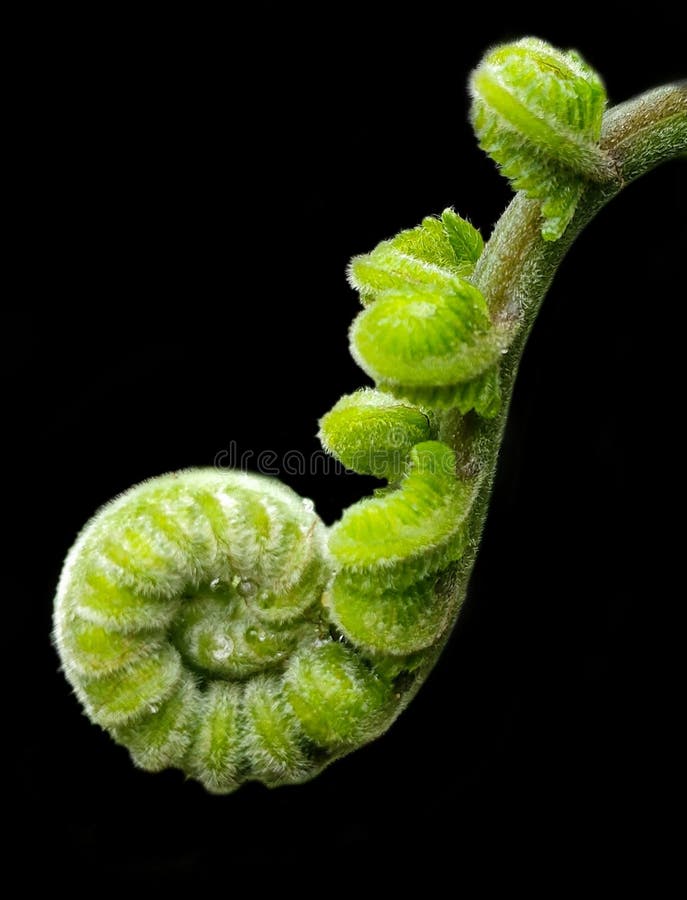 CURLED FERN VIEW on BLACK BACKGROUND Stock Photo - Image of view ...
