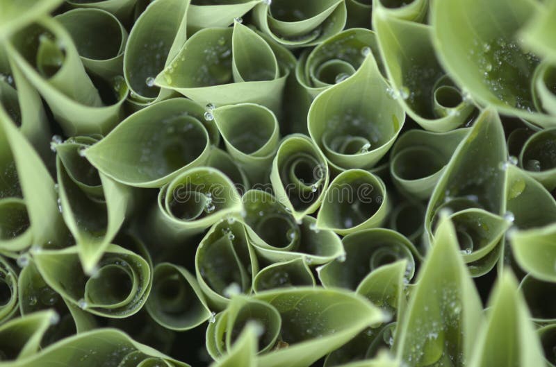 Curled hosta plant sprouts stock photo. Image of pattern - 563878