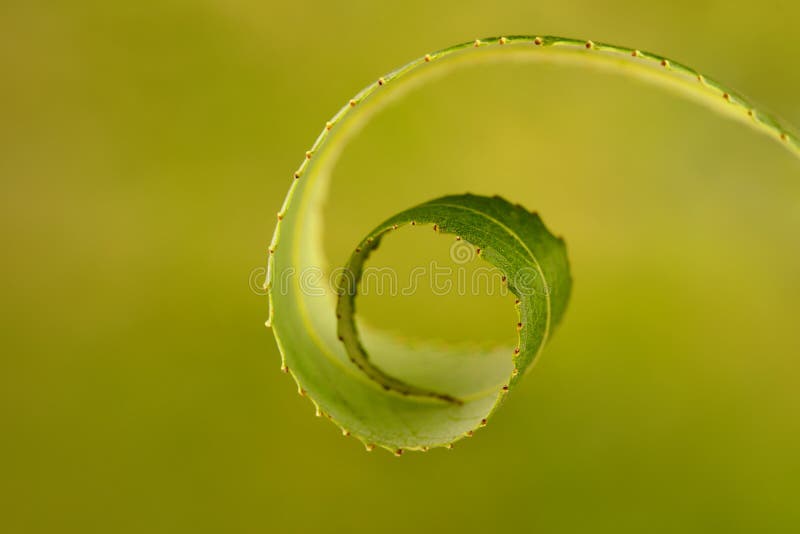 Curled leaf stock image. Image of close, botany, seasonal - 97369191