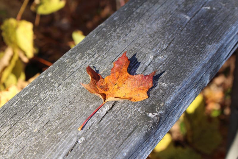 Curled Maple Leaf on Old Wood Railing Stock Photo - Image of yellow ...