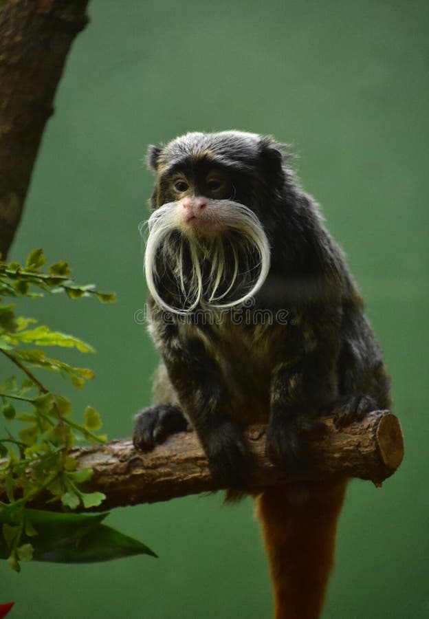 Curled Moustache on an Emperor Tamarin Monkey Stock Image - Image of ...