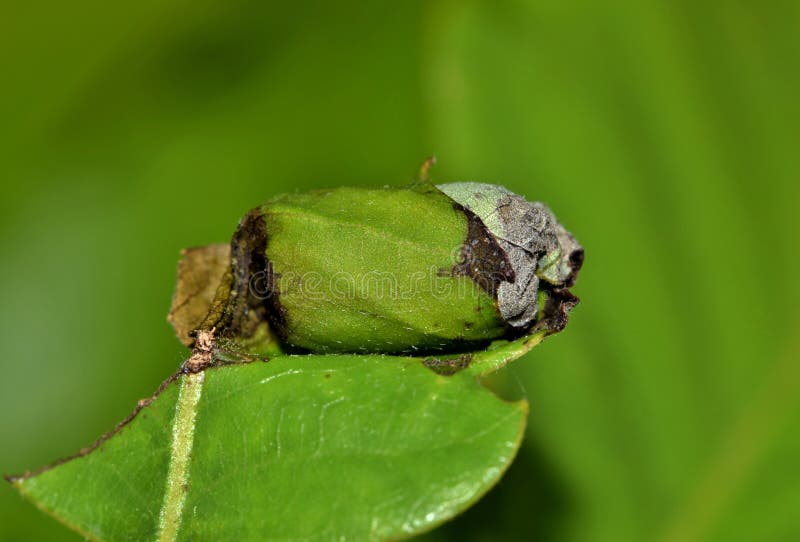 A Curled Nidus Cocoon from a Weevil. Stock Photo - Image of leaf ...
