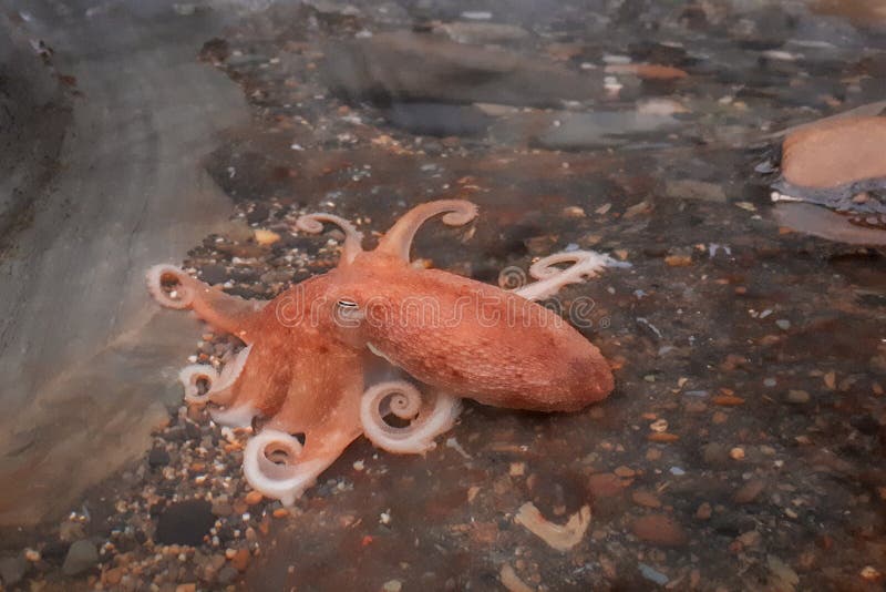 Curled Octopus in a Rock Pool, Wicklow, Ireland Stock Image - Image of ...