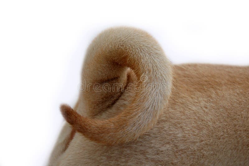 Curled sharpei tail stock photo. Image of fawn, chinese - 24756044