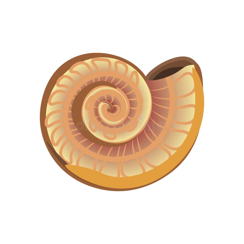 Curled Shiny Glossy Nacreous Seashell with Unusual Pattern Stock Vector ...