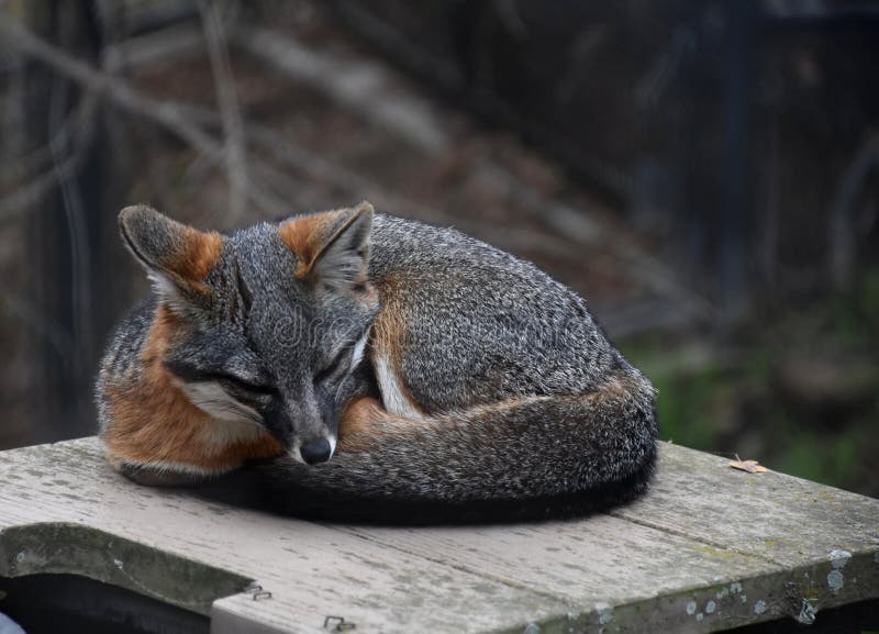 Curled Up Channel Island Fox on a Platform Stock Photo - Image of foxes ...
