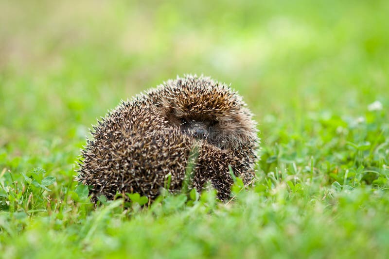Curled up hedgehog stock photo. Image of rest, protection - 20528012