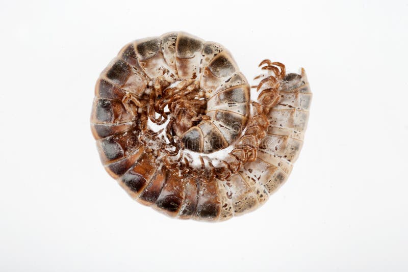 Millipede Insect stock photo. Image of shell, exoskeleton - 16466002