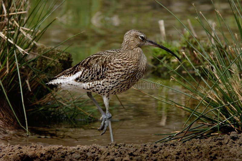Curlew stock photo. Image of arquata, england, curlew - 12575334