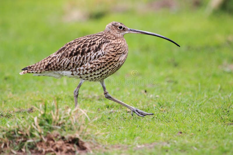 Curlew stock image. Image of arquata, nature, bill, strolling - 24419727