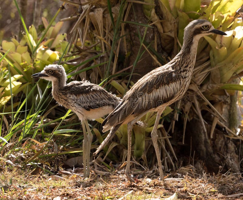 Bush Stone Curlew in Australia Stock Photo - Image of beautiful, bush ...