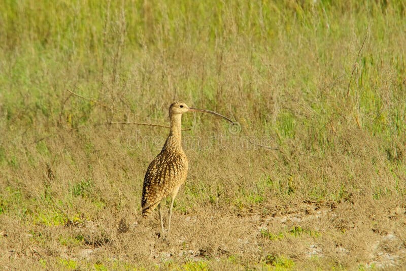 Curlew stock image. Image of bird, refuge, curlew, animal - 56291455