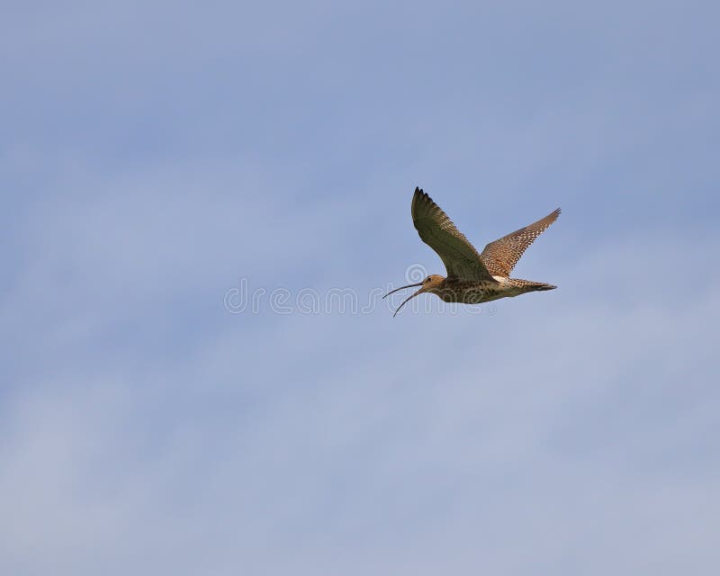 Curlew Bird in Flight Against the Sky Stock Image - Image of river ...