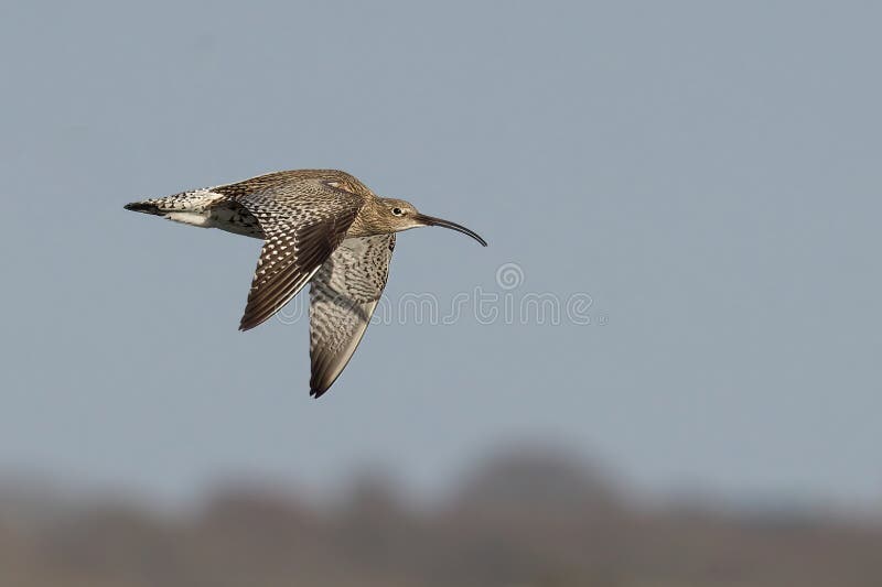 Curlew Bird in Flight with Long Tail Feathers Stock Image - Image of ...