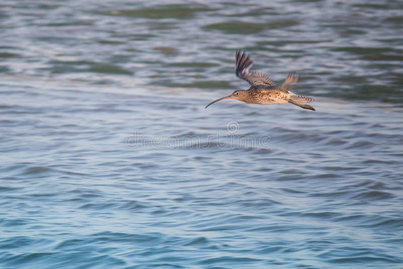 Curlew in flight stock image. Image of water, fauna, billed - 82092389