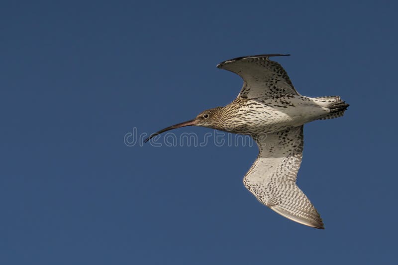 Curlew flying in the sky stock image. Image of white - 243371313