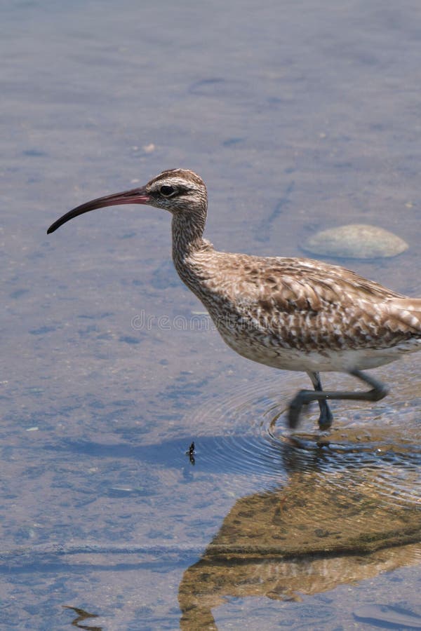 161 Curlew Head Stock Photos - Free & Royalty-Free Stock Photos from ...