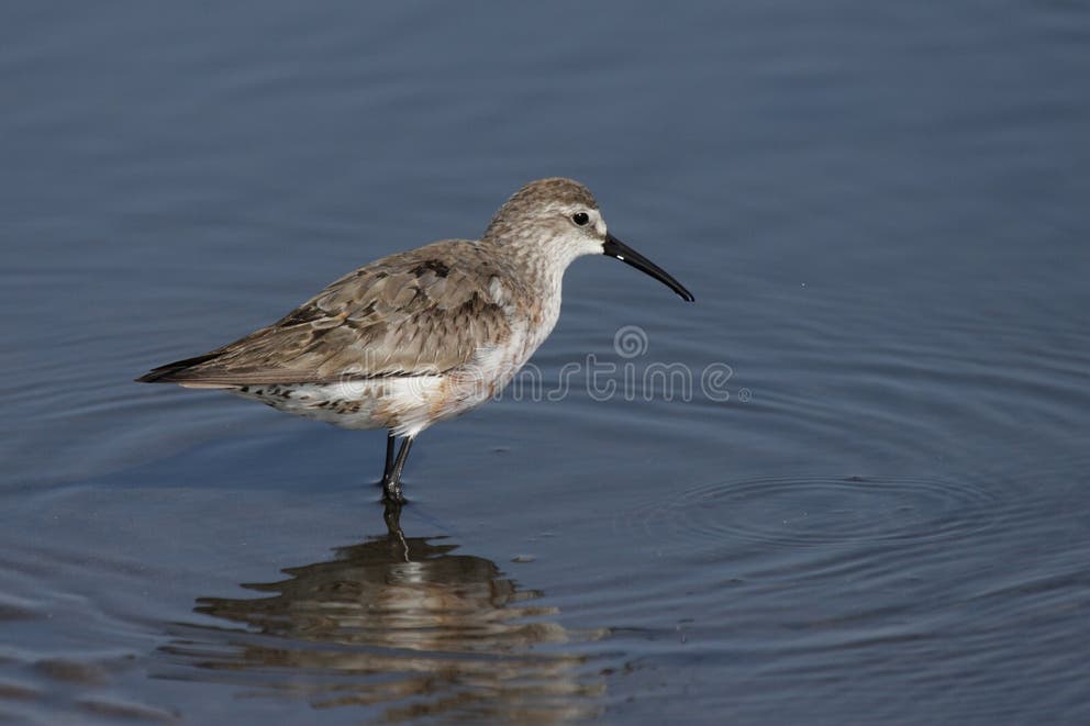 Curlew Sandpiper stock photo. Image of coast, wildlife - 7173154