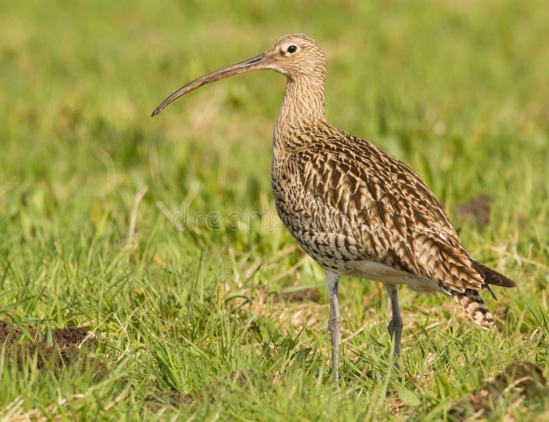 Curlew stock image. Image of bird, refuge, curlew, animal - 56291455