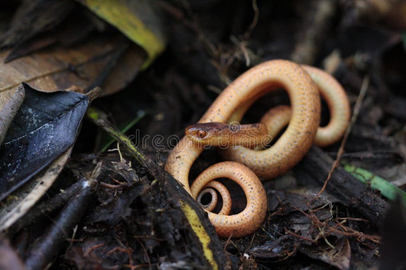 Curling snake stock image. Image of spiral, soil, curling - 49417799