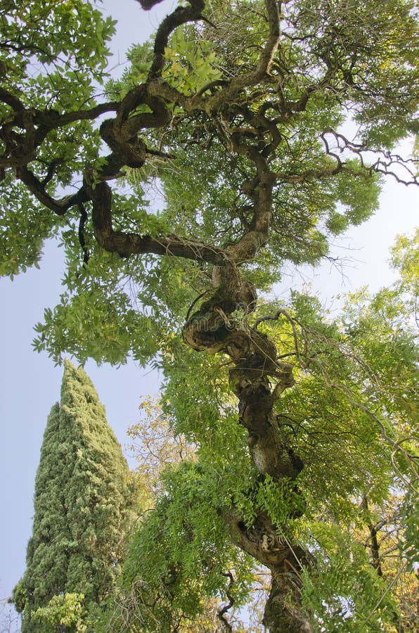 Curling tree stock image. Image of garden, summer, branches - 42944197