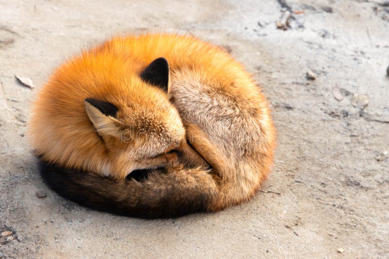 Curling Up Sleeping Fluffy Fox Stock Photo - Image of tourist, famous ...