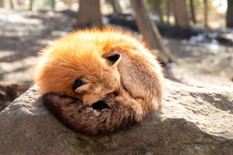 Curling Up Sleeping Fluffy Fox on the Rock Stock Photo - Image of ...