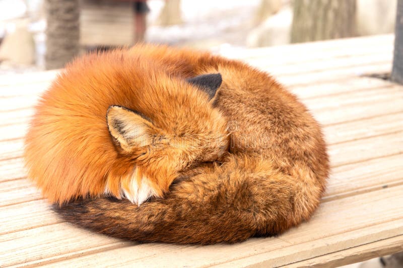 Curling Up Sleeping Fluffy Fox Stock Image - Image of miyagi, nature ...