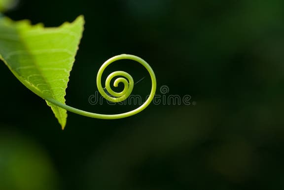 Curling Vine stock image. Image of spiral, nature, vine - 10977551