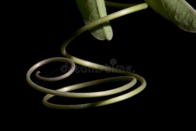 Curls on Black. stock photo. Image of pattern, curls - 61404304