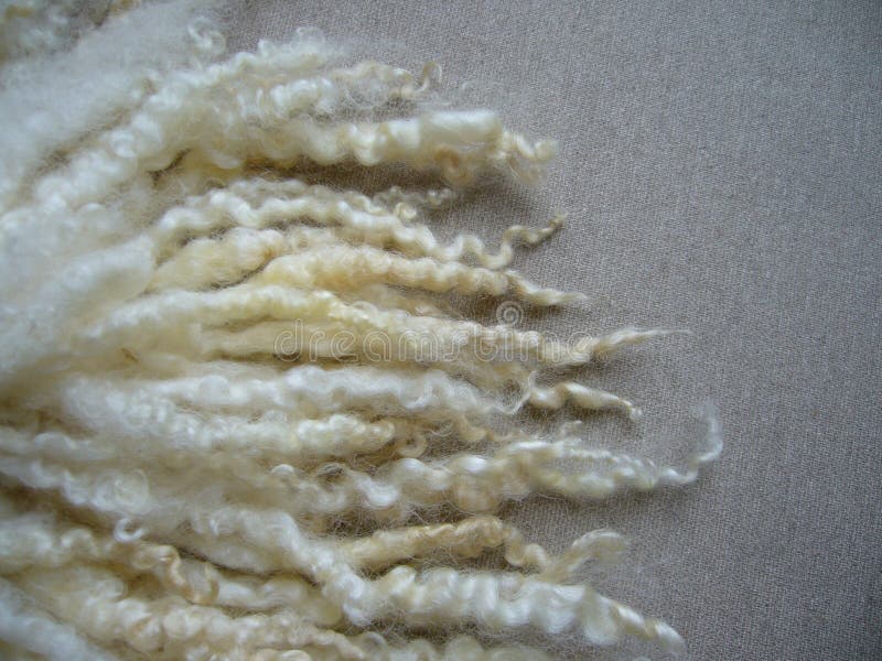 Curls of Natural Sheep Wool for Needlework, Felting. Texture of Fur ...