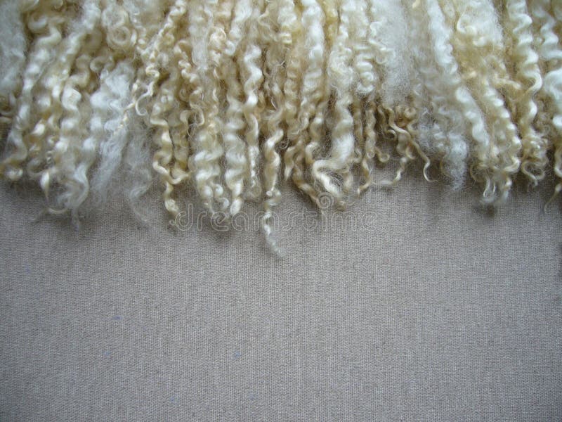 Curls of Natural Sheep Wool for Needlework, Felting. Texture of Fur ...