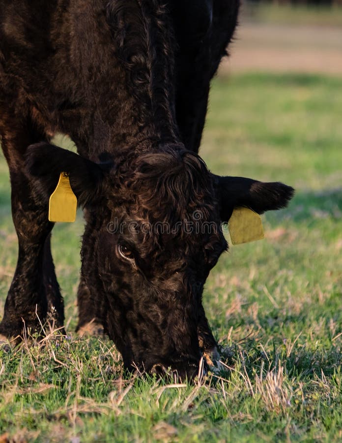 Curly Angus - Square Format Stock Image - Image of yellow, mammal ...