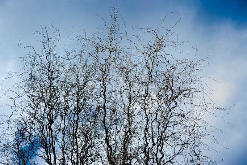 Curly Bare Curved Branches Against the Blue Spring Sky. Corylus ...
