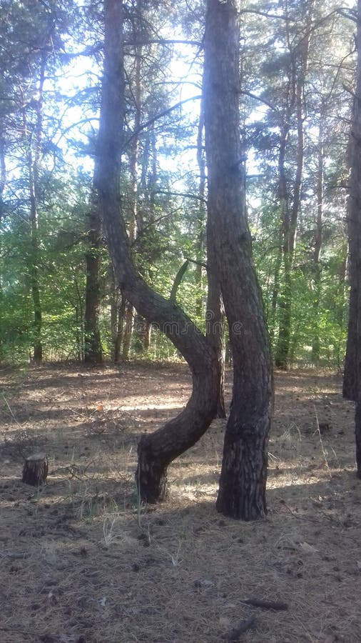 108 Curly Pine Branches Stock Photos - Free & Royalty-Free Stock Photos ...