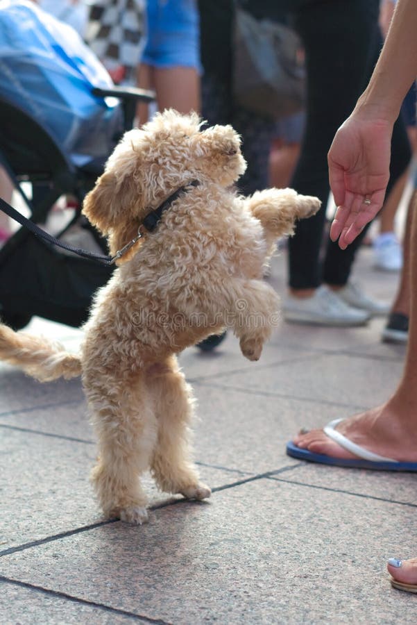 Curly Blond Poodle Dancing for People`s Amusement Stock Photo - Image ...