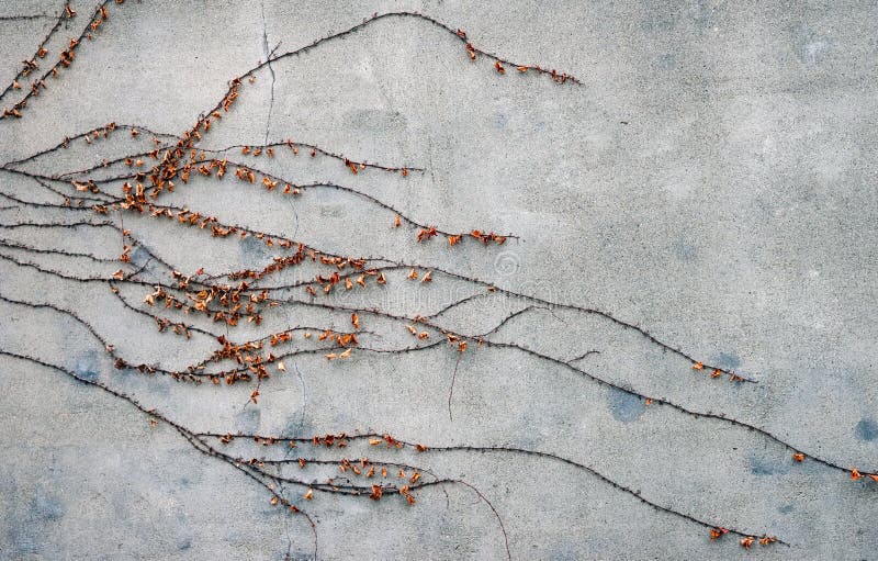 Curly Branches Braid a Stone Wall Stock Photo - Image of branch, flora ...