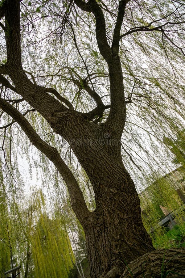 286 Curly Willow Tree Photos - Free & Royalty-Free Stock Photos from ...