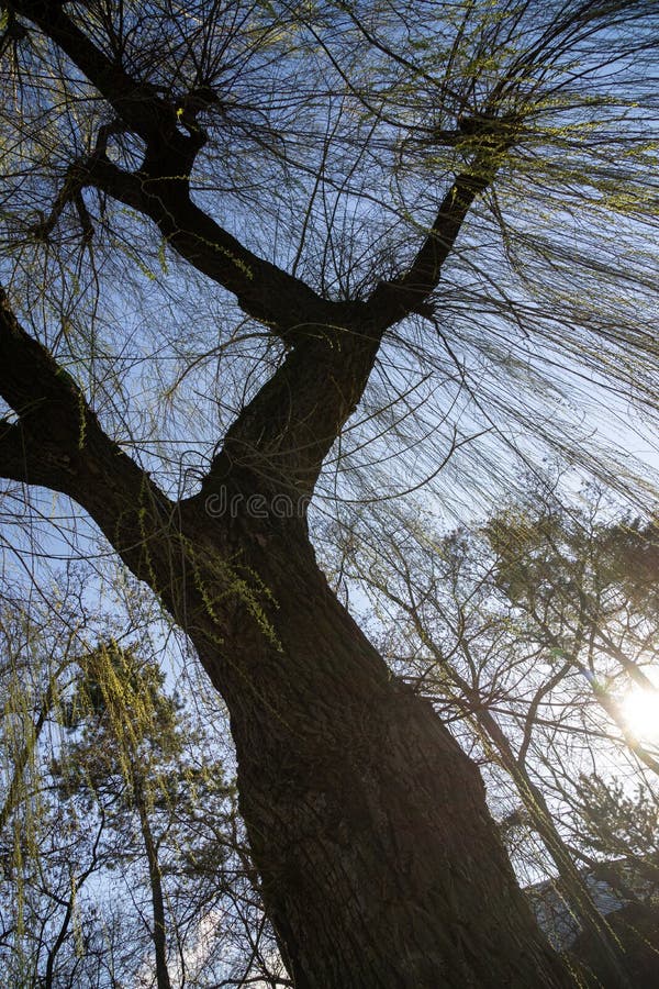Curly Branches of Willow or Salix Tree Stock Photo - Image of plant ...