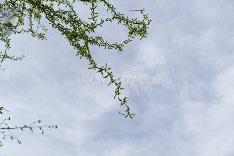 Curly Branches of Willow or Salix Tree Against Winter Sky. Stock Image ...