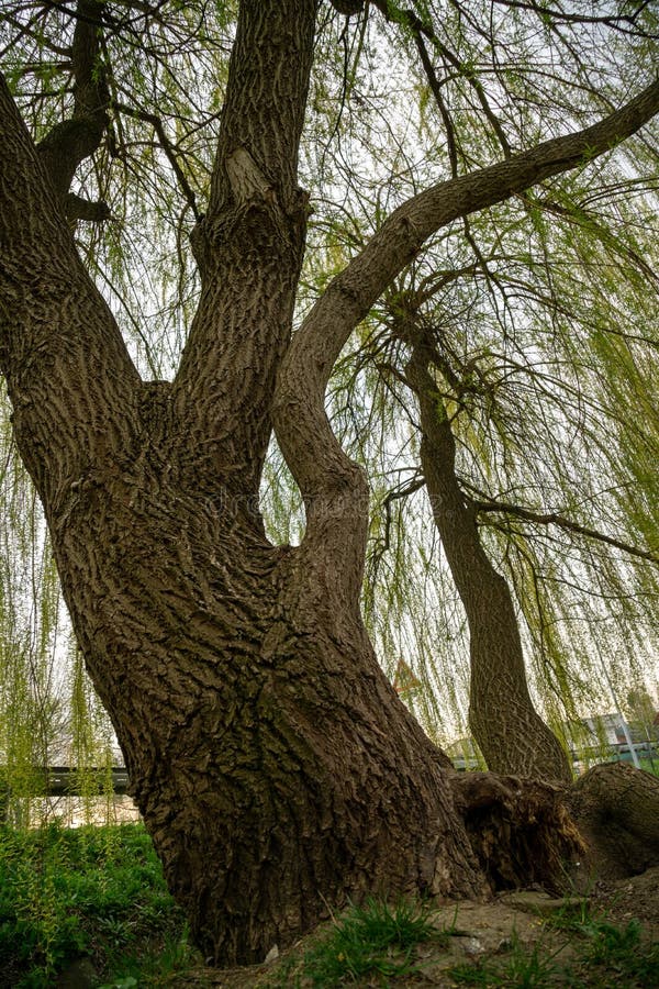Curly Branches of Willow or Salix Tree Stock Photo - Image of crown ...