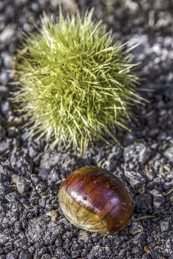 Curly Chestnut stock photo. Image of background, pleat - 38950700
