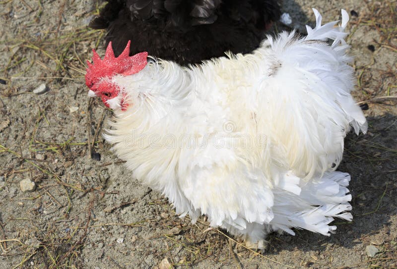 Curly (chicken) stock image. Image of bondage, curly - 37277811