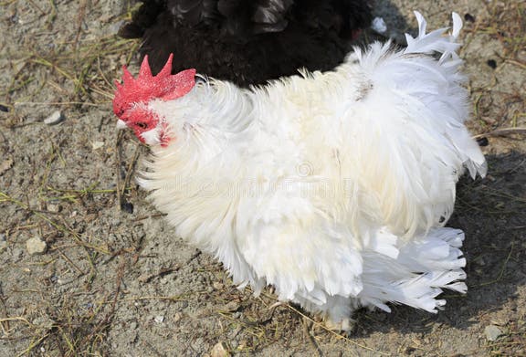 Curly (chicken) stock photo. Image of bird, purebred - 37796178