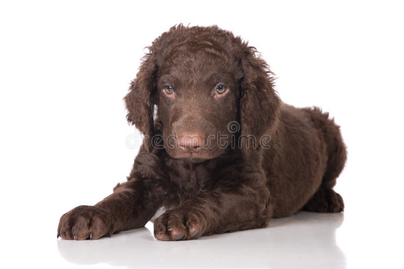 Curly Coated Retriever Puppy Stock Photo - Image of isolated, fluffy ...