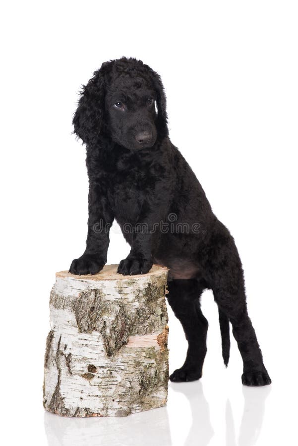 Curly Coated Retriever Puppy Stock Image - Image of posing, puppy: 50955167