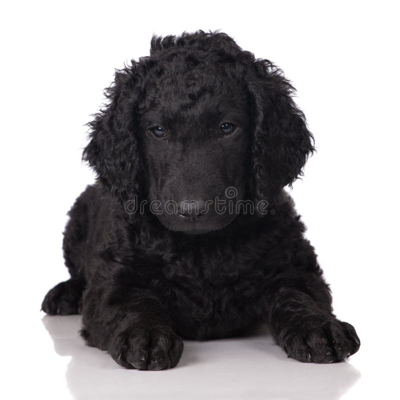 Curly Coated Retriever Puppy Stock Photo - Image of retriever, purebred ...