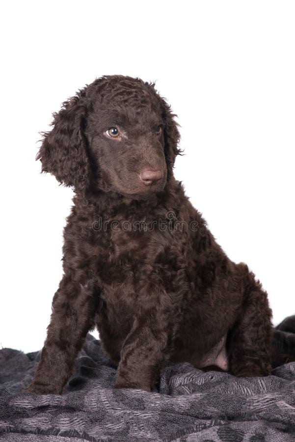 Curly Coated Retriever Puppy Stock Image - Image of fluffy, black: 51141505