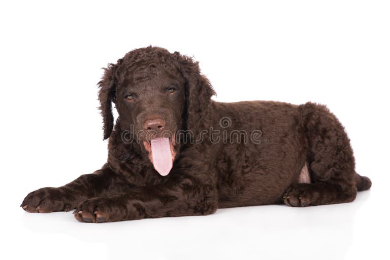 Curly Coated Retriever Puppy Stock Image - Image of animal, curly: 51141507